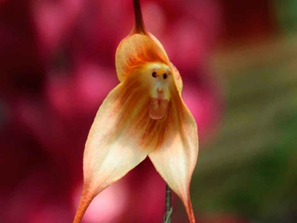 The Monkey-face Orchids That Wowed the Japanese Crowds at a Recent ...