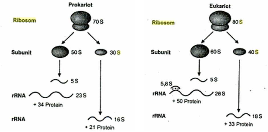 Erma's Blog: Sejarah Satuan Ribosom