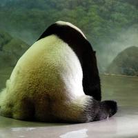 ♀Little Panda♀: I Am Broken Hearted Panda |TT_TT|