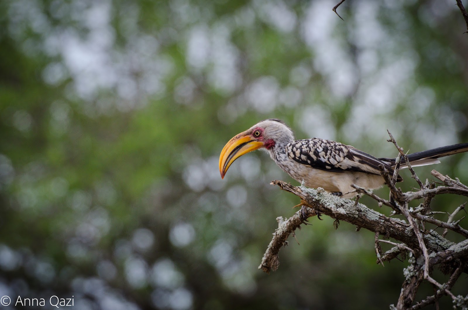 Guest Experience Highlight: Ania and Imran - Rhino River Lodge