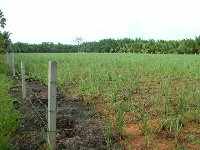 Belajar Dari Pengalaman: BAB 22: Buat duit dengan tanam serai