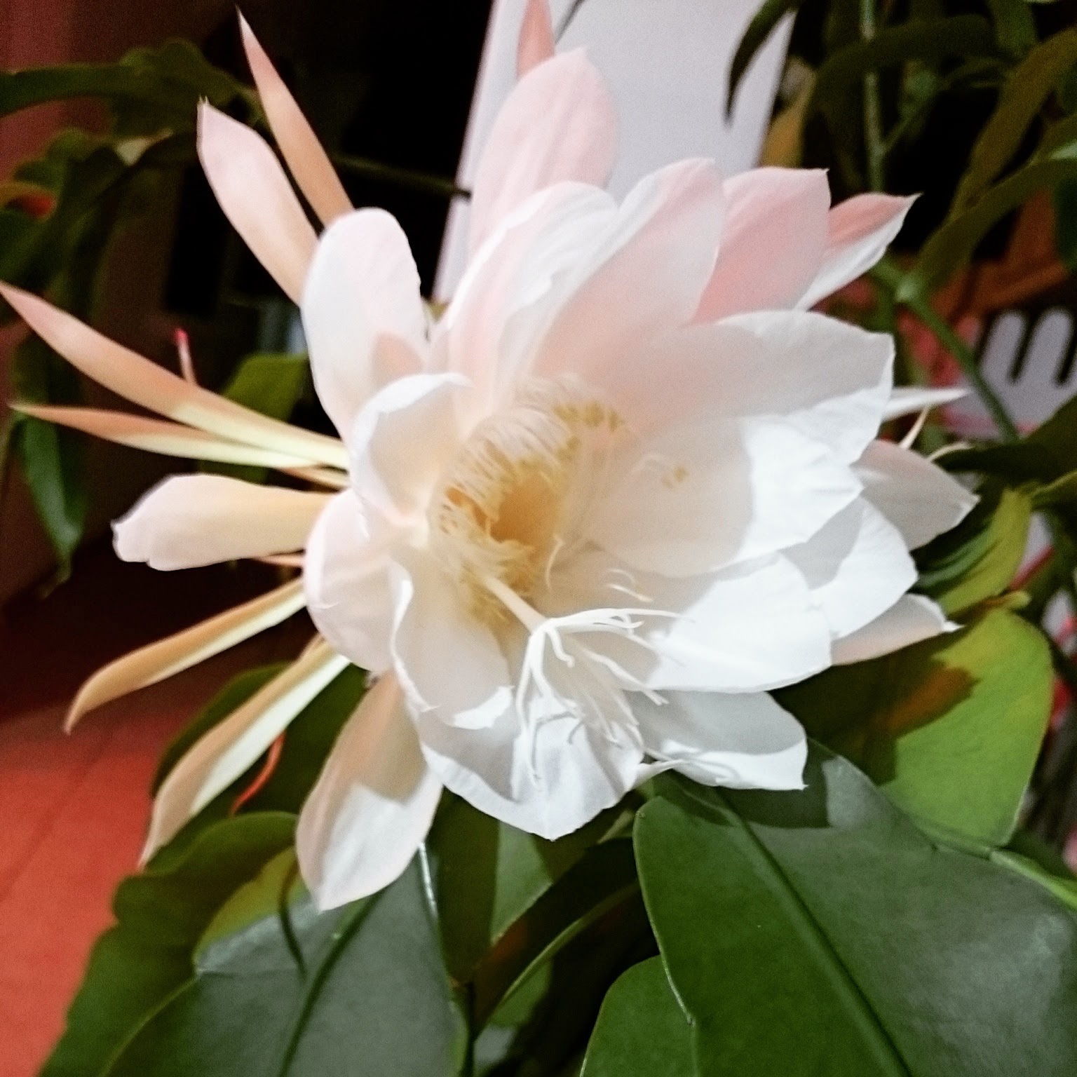 Khasiat Bunga Bakawali Untuk Kesehatan | Cerita Budak Sepet