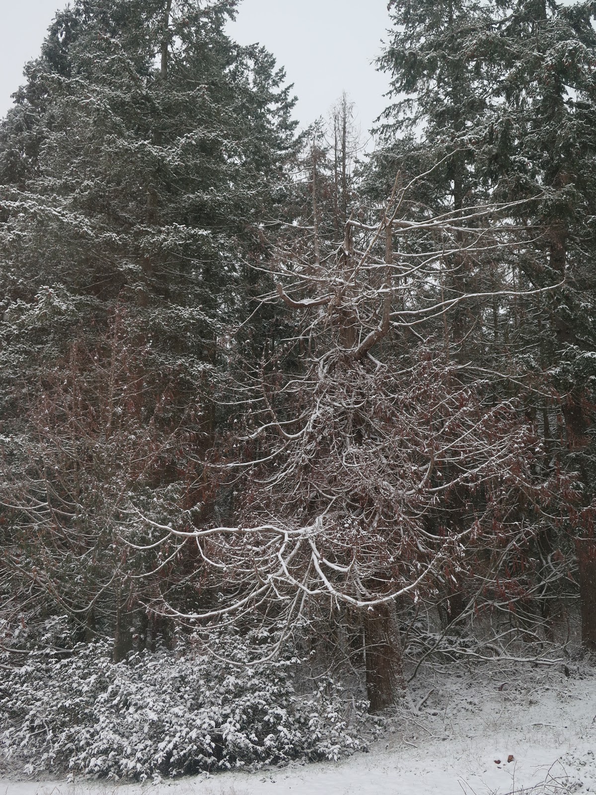 Reading the Washington Landscape: Western Red Cedar Die Back in Western ...