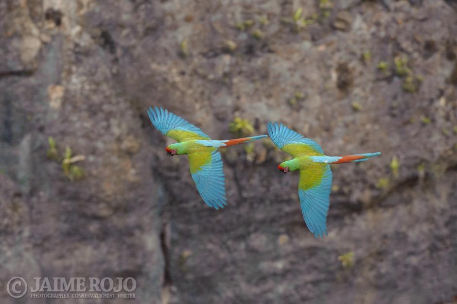 Argentina nativa: Guacamayo verde (Ara militaris)