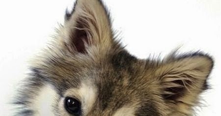 25 dogs who cross their paws