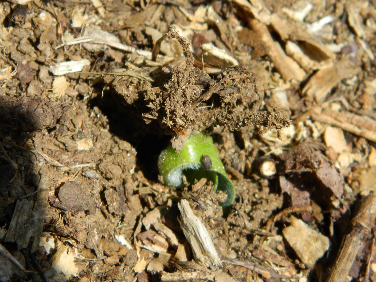 Lise's Log Cabin Life: Grouse, More Sprouts & Interesting Insects