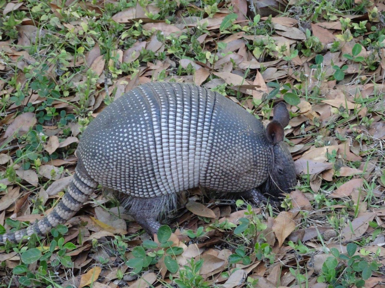 Travels Without Charley: Enjoying Steinbeck's America: 2/19 Nine-Banded ...