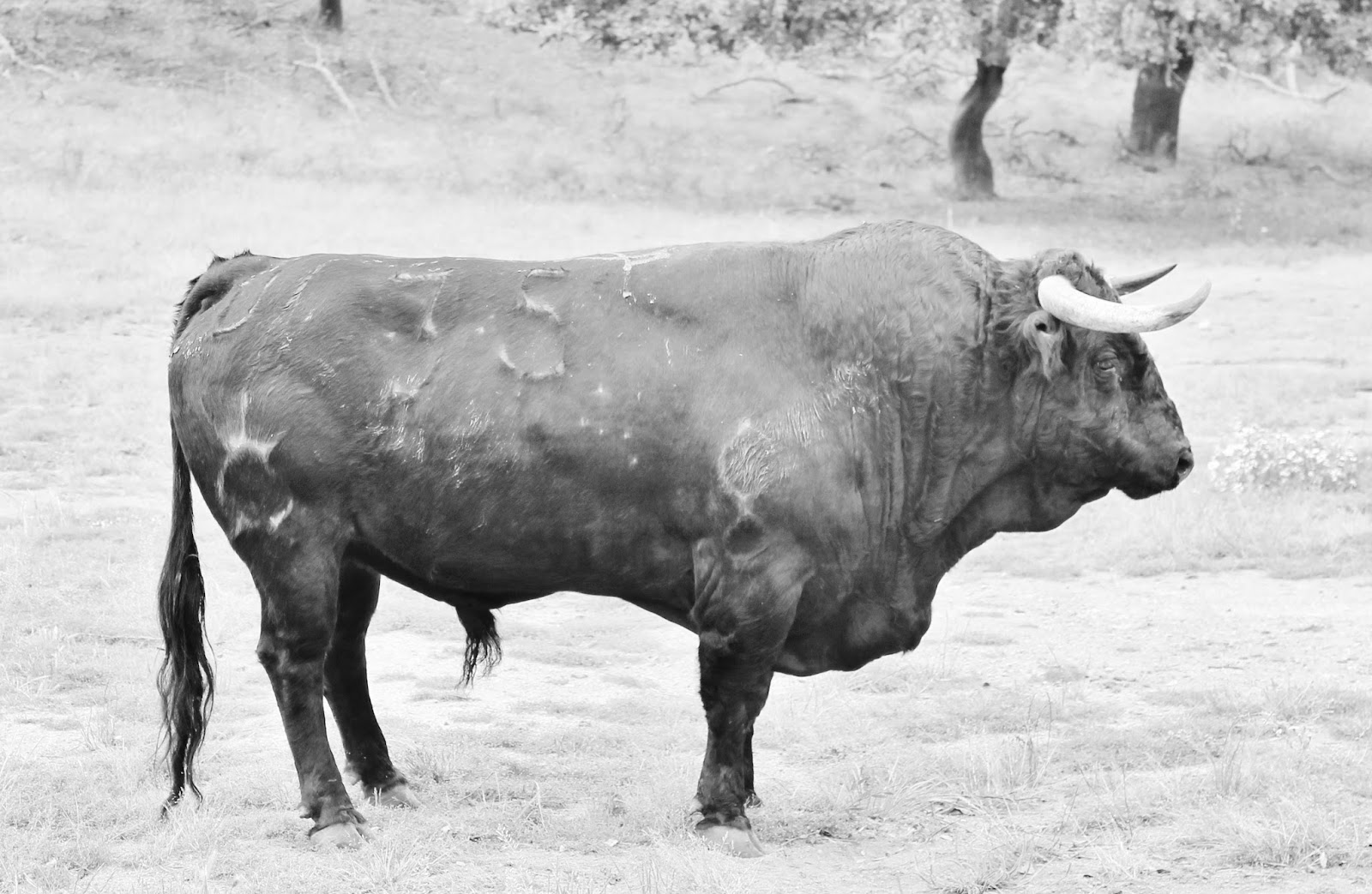 El Blog del toro bravo.: Campo y toros, en blanco y negro (V)