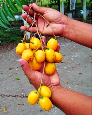 GRUPO GOJEE S.A: Conoce nuestra Materia prima del Yogurt YOGOJOBO