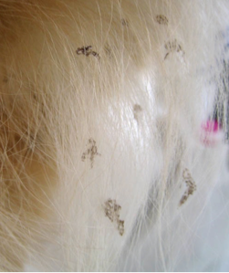 Dermatološka sekcija Slovenije: Primary cornification disorders