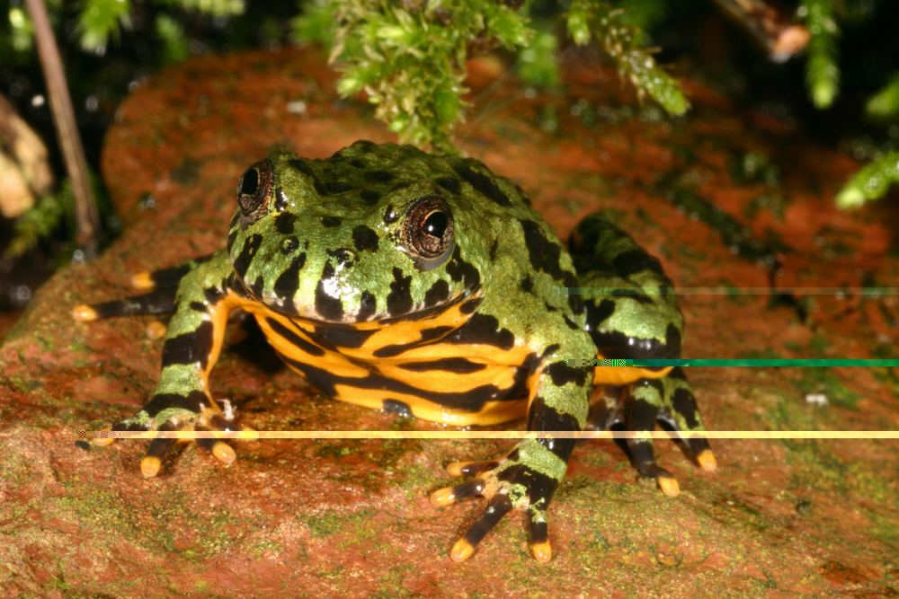 Oriental Fire-Bellied Toad (Bombina orientalis):facts the animal world