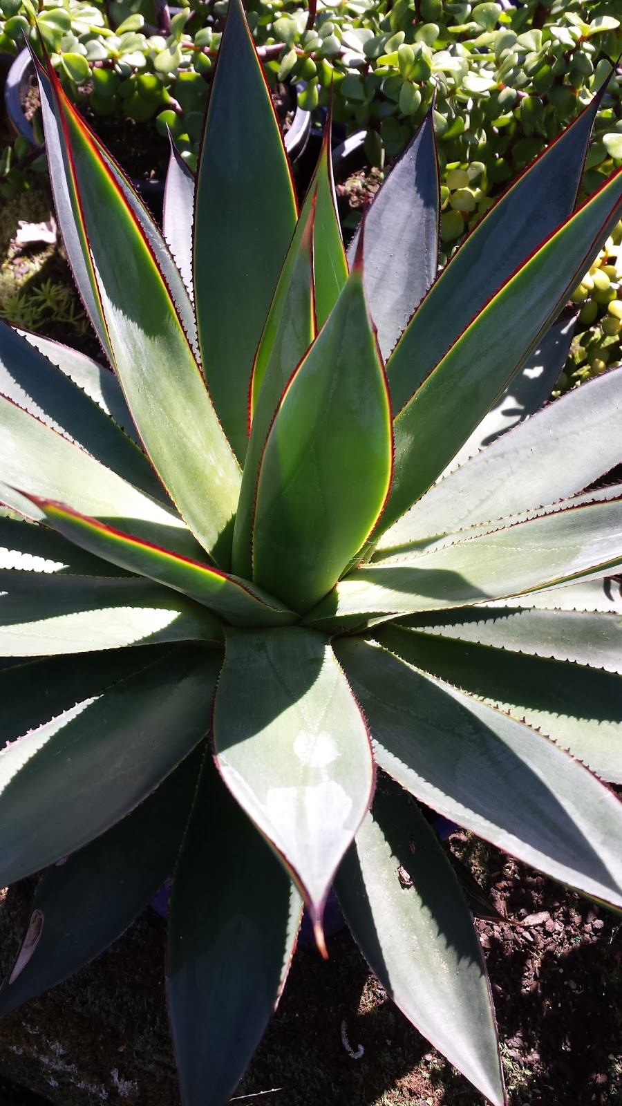 All Things Green: Ornamental Agaves