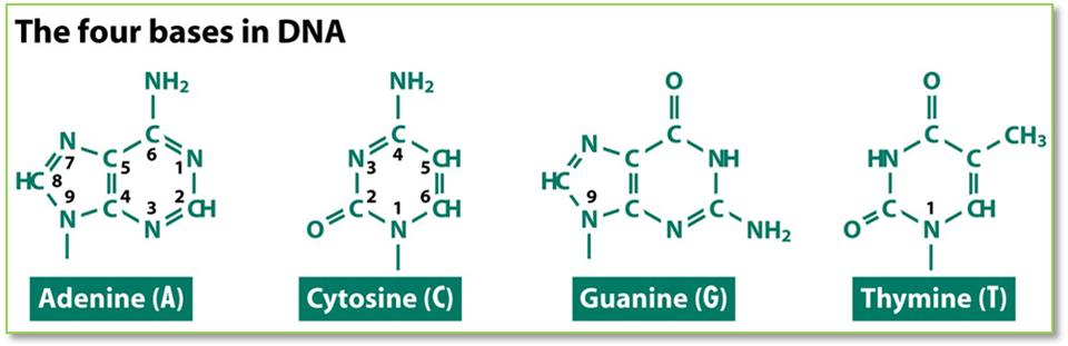 Notes on Nucleic Acids - DNA and RNA