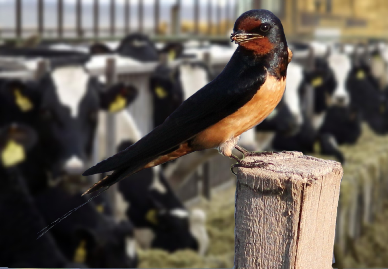 "VÖLGY-HÍD" Természetvédelmi Alapítvány: Fecskék és rajzok ...