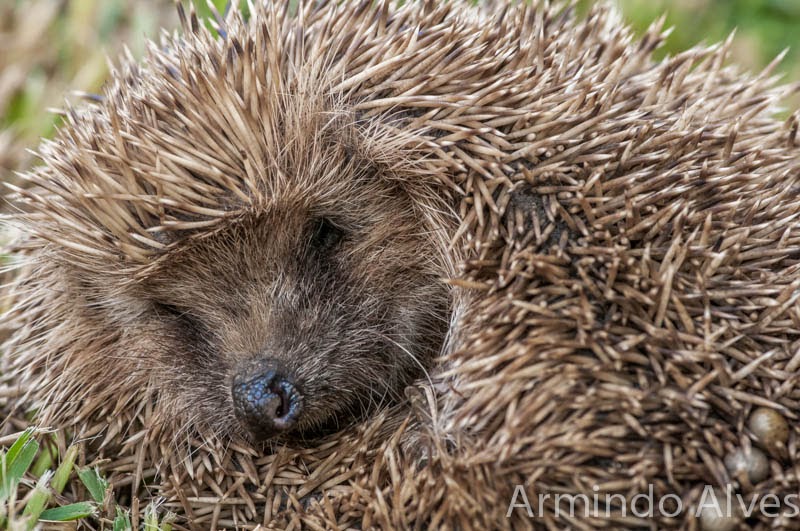 TERRA VIVA: OURIÇO-CACHEIRO