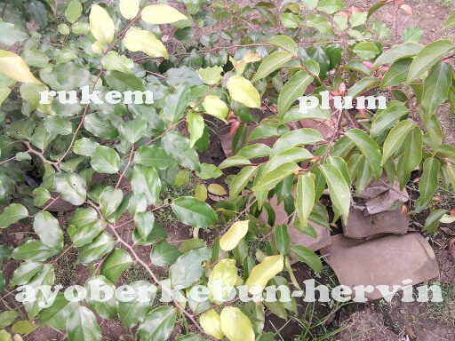 Ayo berkebun: Rukem vs Plum Dataran Rendah...