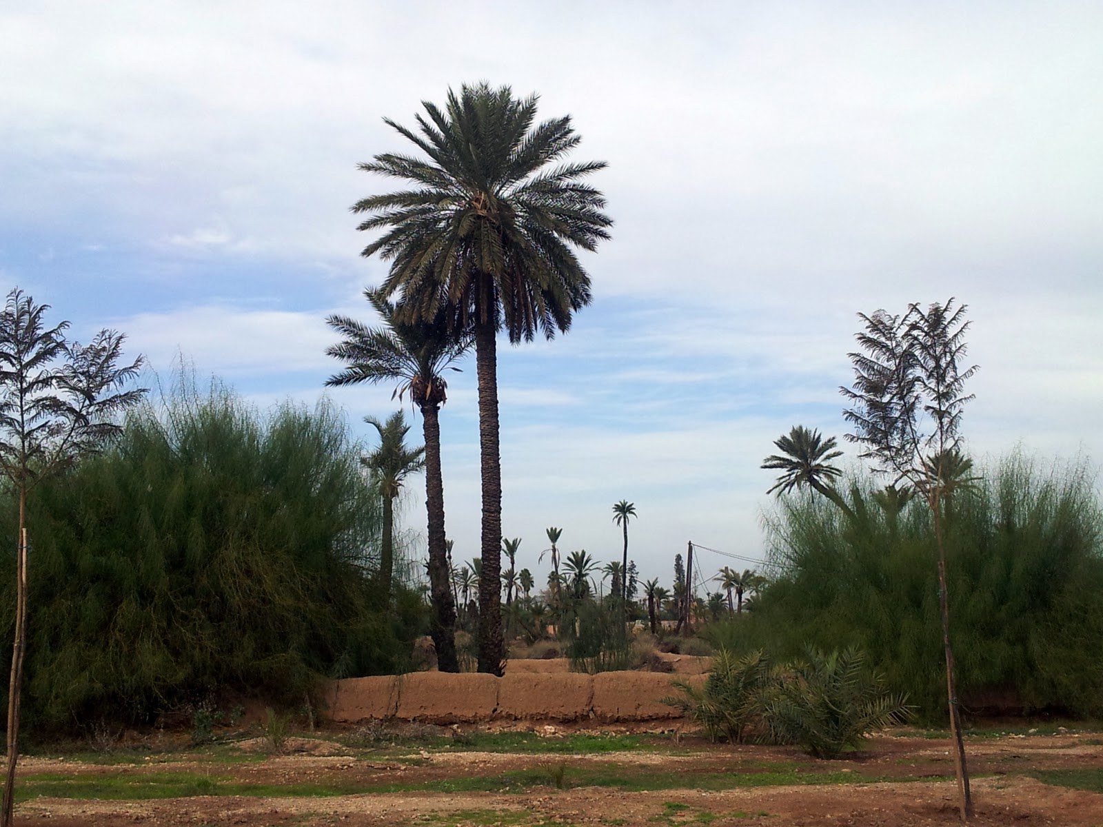 taroudant: Marrakesh Palmerie