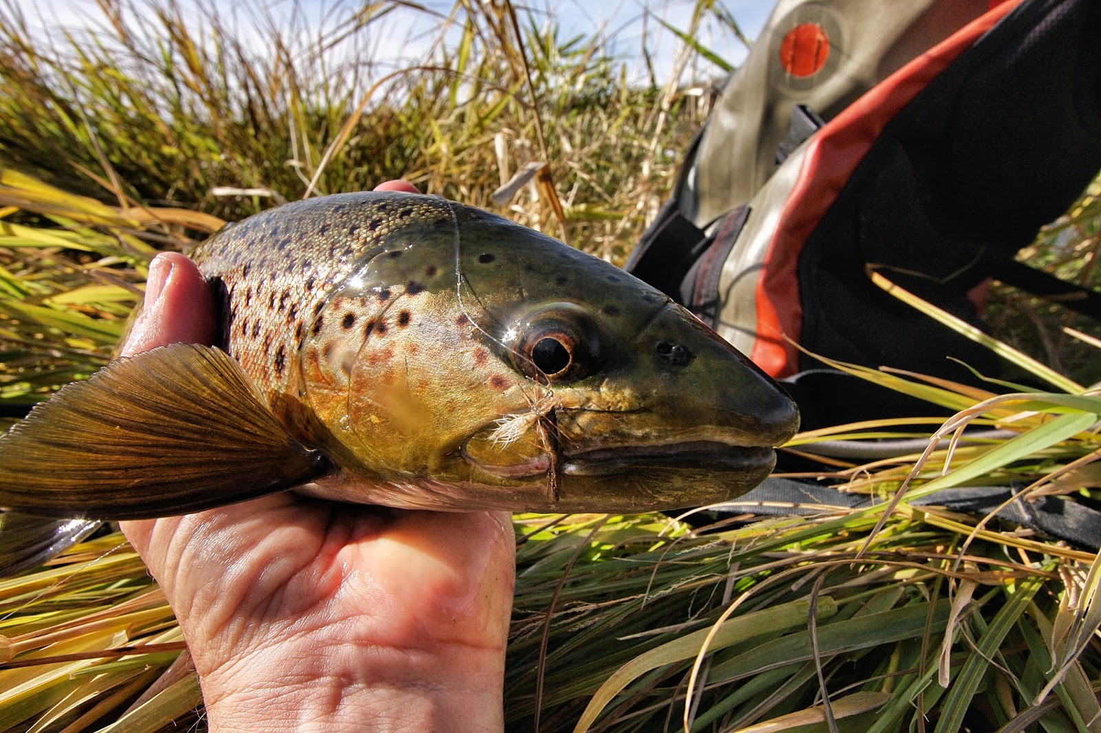 Fly Paper: Brown Spawn in Full Swing