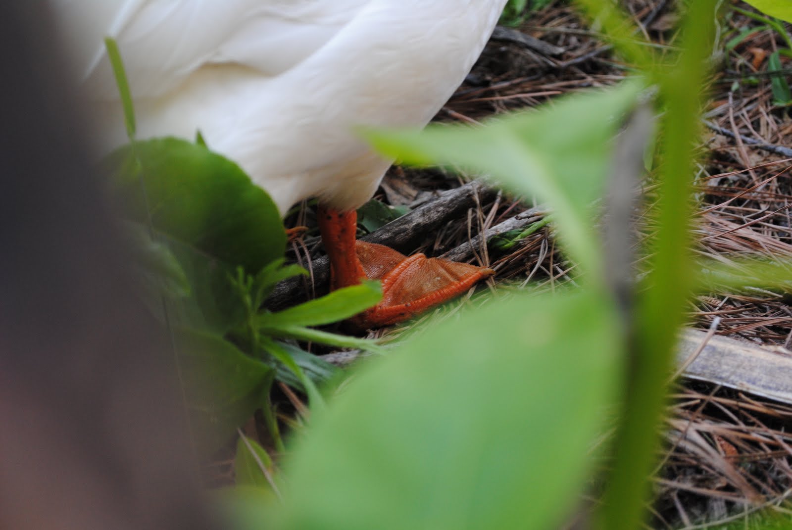 Clover: `Ducks' Ditty.'