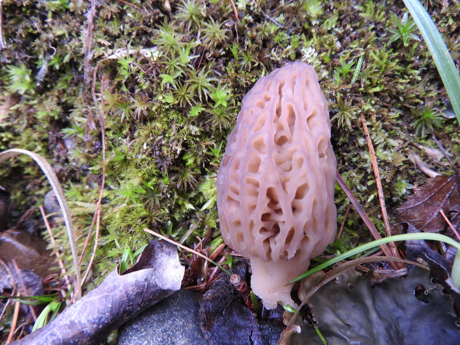 natural connections: Looking for Lichens