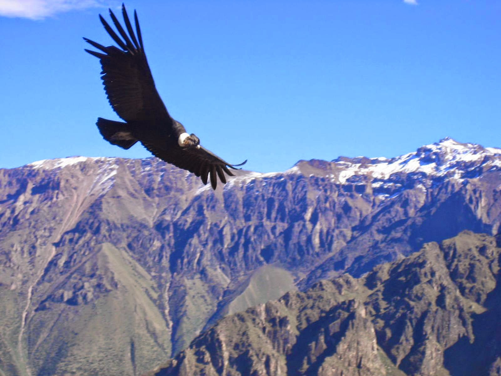 violetas: EL CÓNDOR ANDINO Y EL PARAPENTE.