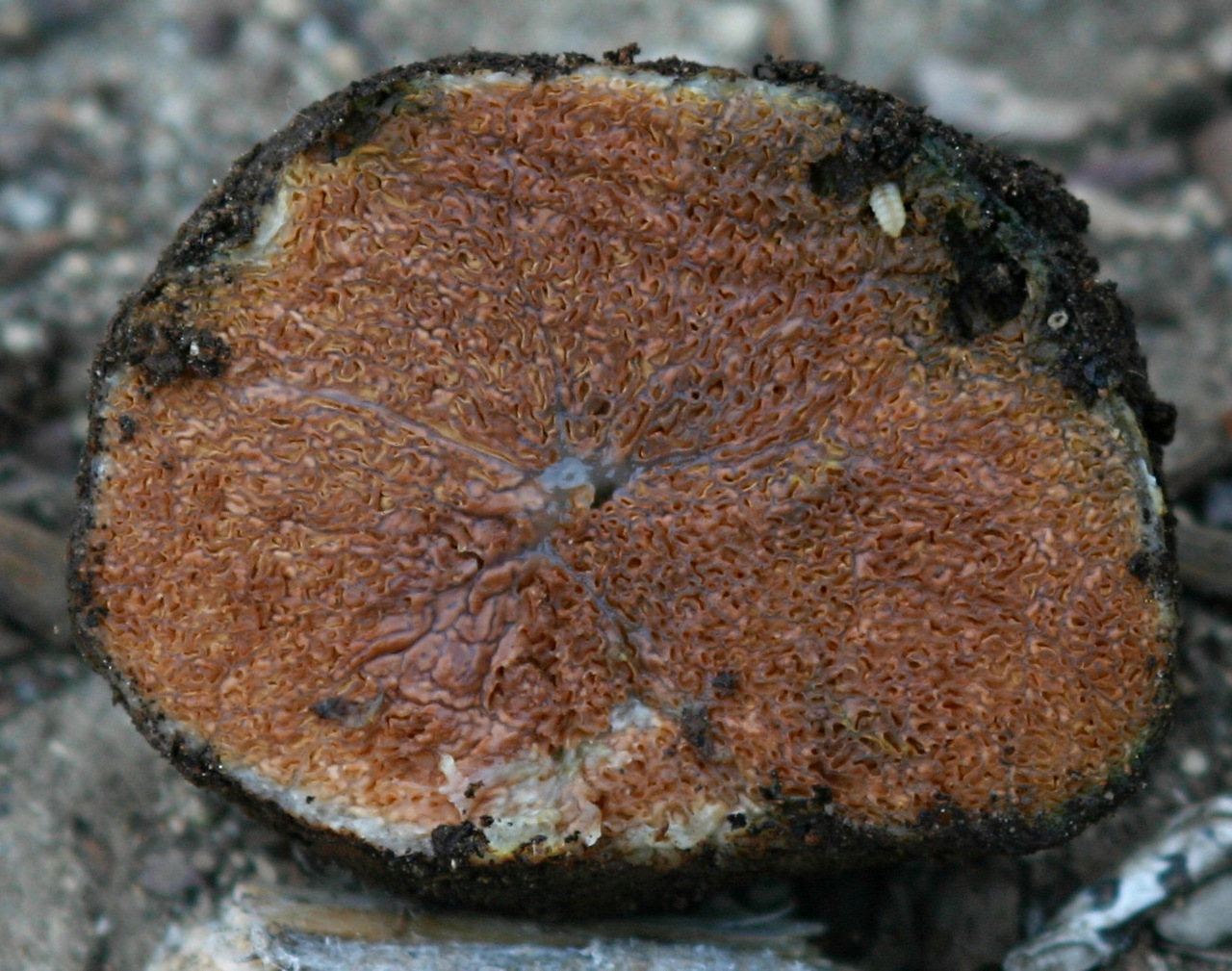 HONGOS DE AMERICA Y OTROS CONTINENTES: FAMILIA: Ramariaceae. GENERO ...