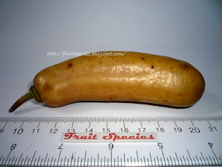 Fruit Species: CANDLE TREE