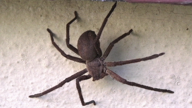 My Cape Garden: Bugs in my Garden