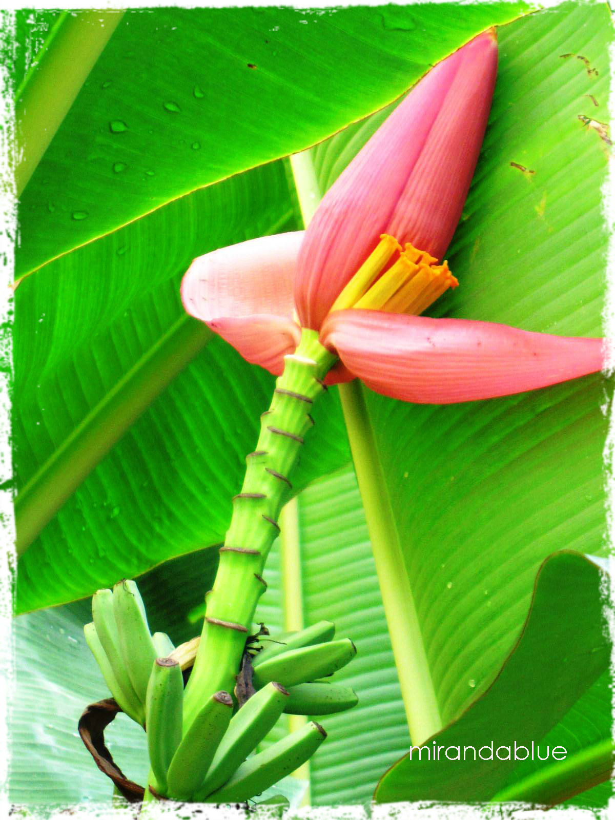 Live in the Moment: Musa Ornata