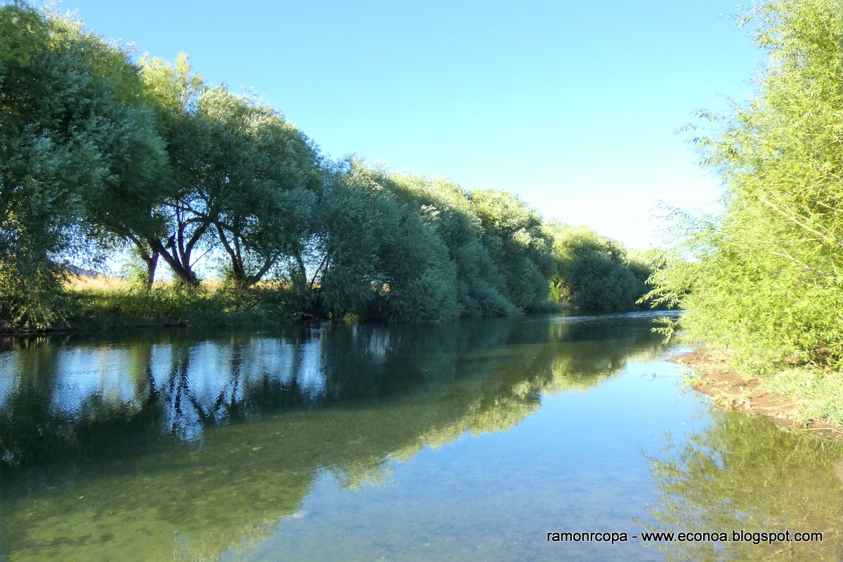 Aves del NOA y algo mas..: Carpintero Pitío (Colaptes pitius)