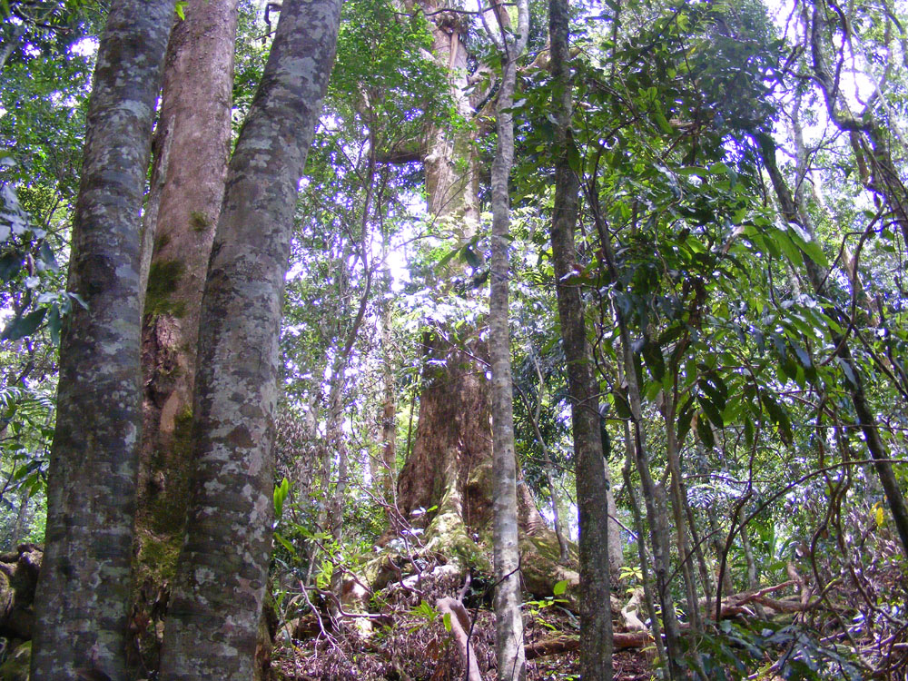 Days on the Claise: Ravensbourne Rainforest