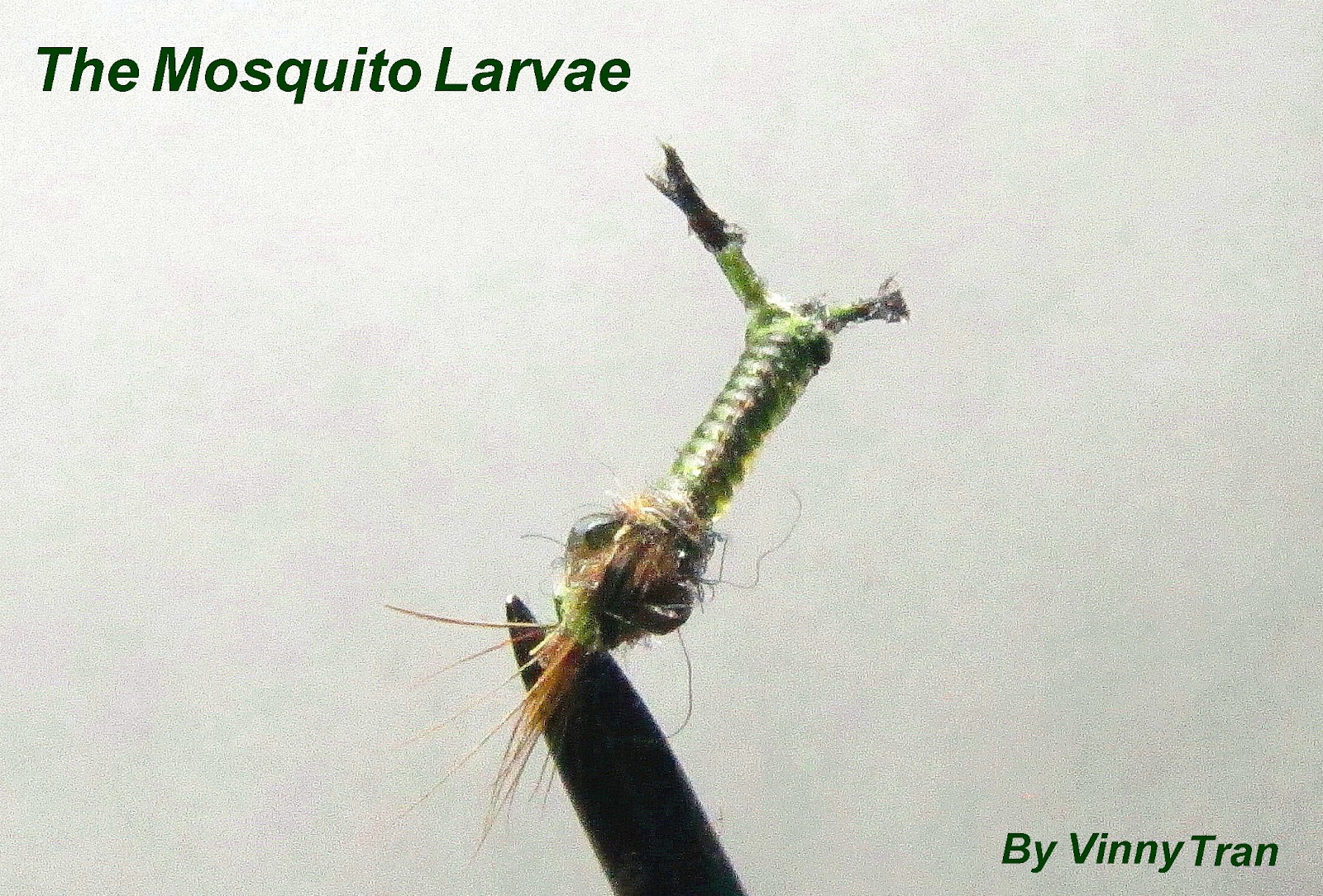 A Creative Fly Tying Blog.: August 2012