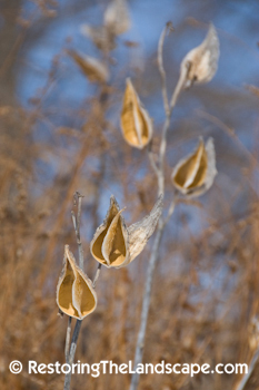 Restoring The Landscape With Native Plants: Prairie Natives That ...