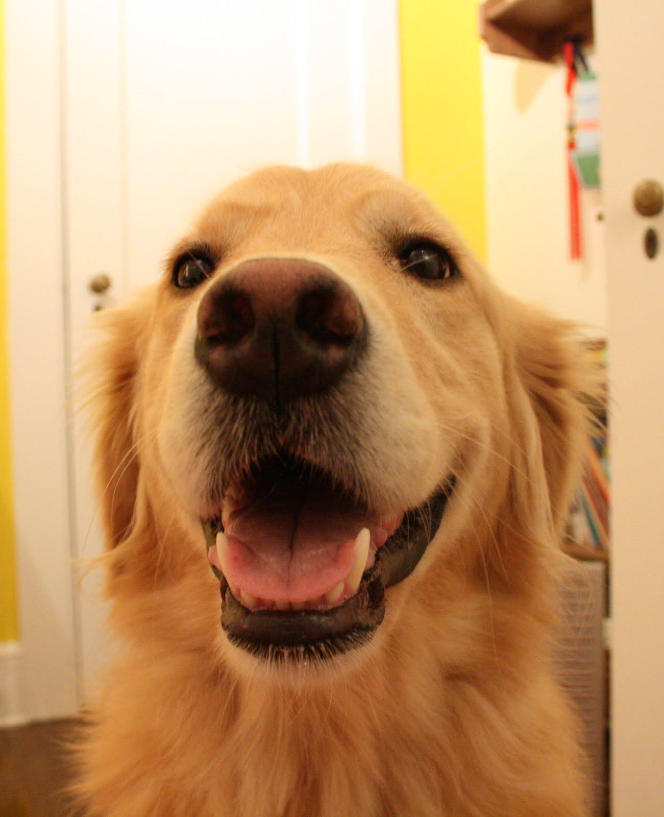 Blissful and Domestic - Creating a Beautiful Life on Less: {Getting to ...