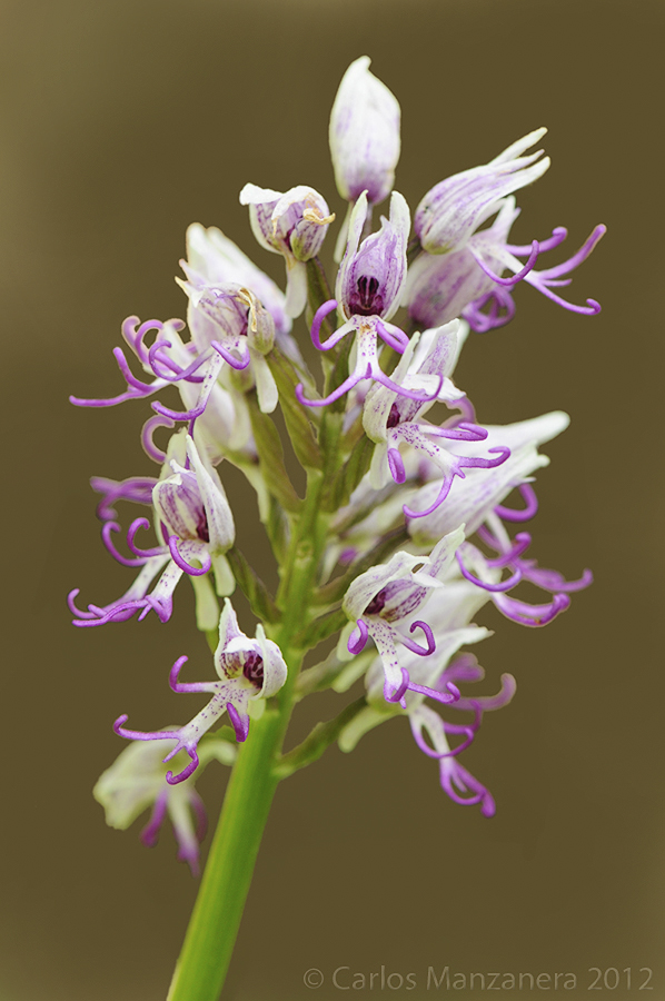 Natura de Caps de Setmana: Orchis simia