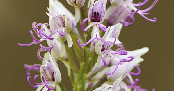 Natura de Caps de Setmana: Orchis simia