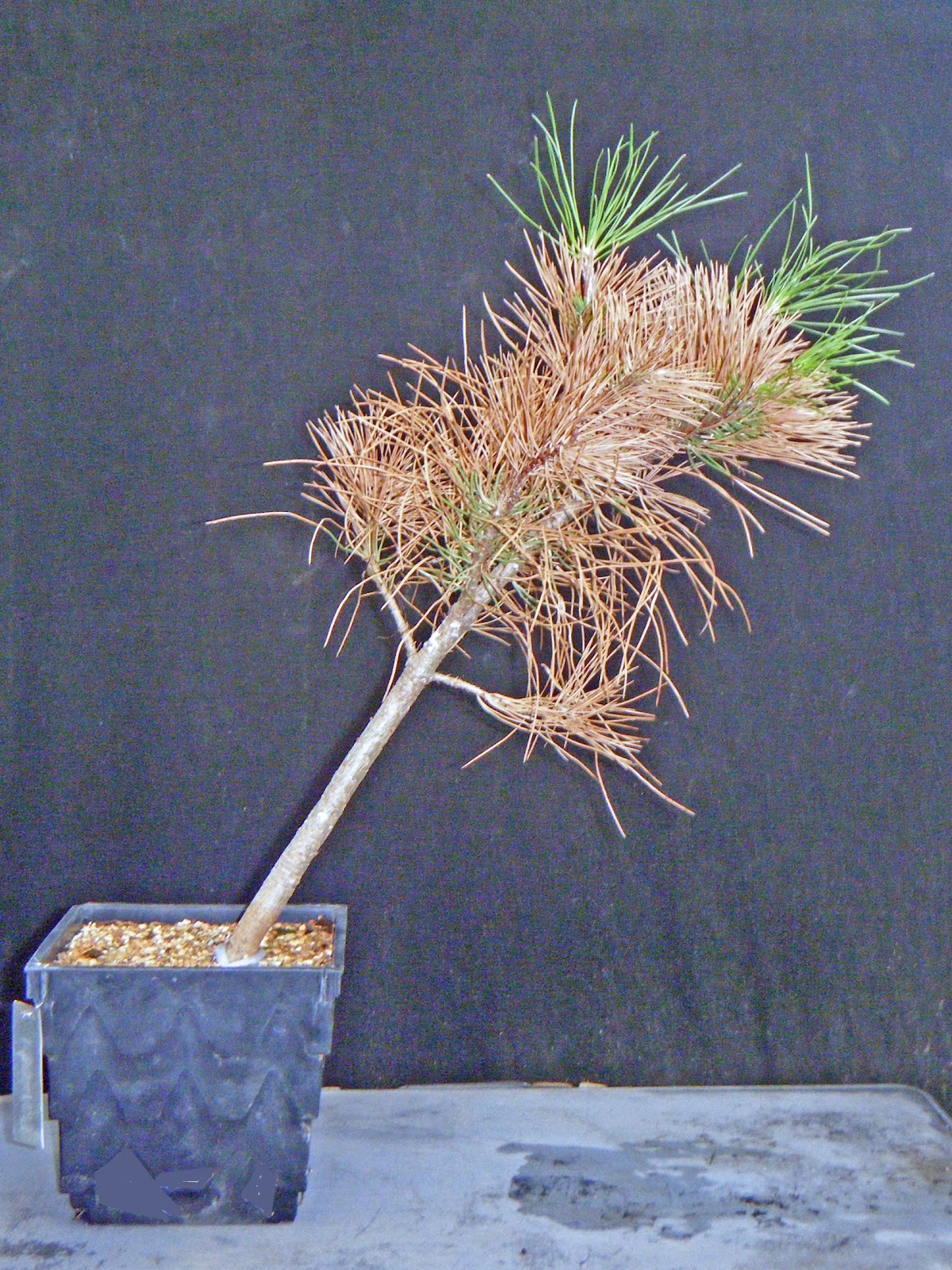 Bonsai in Hoosierland: Inappropriate Soil!