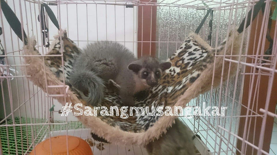 Sarang Musang Akar : Pentingnya hammock bagi perawatan musang baby
