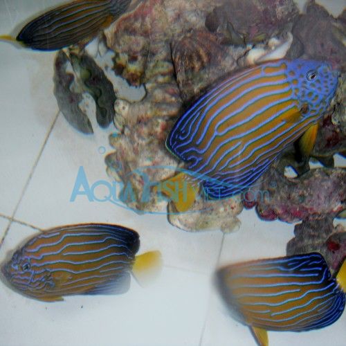 Marine Fish (AquaFishViet.com): Blueline Angelfish