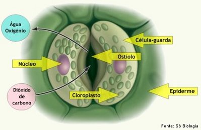 Ciências Biológicas: Morfologia Externa e Interna das Folhas