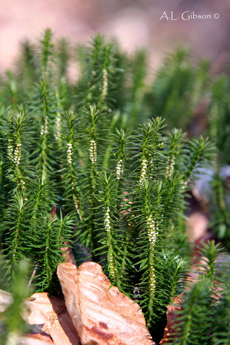 The Buckeye Botanist: An End of Winter Hike Through Clear Creek