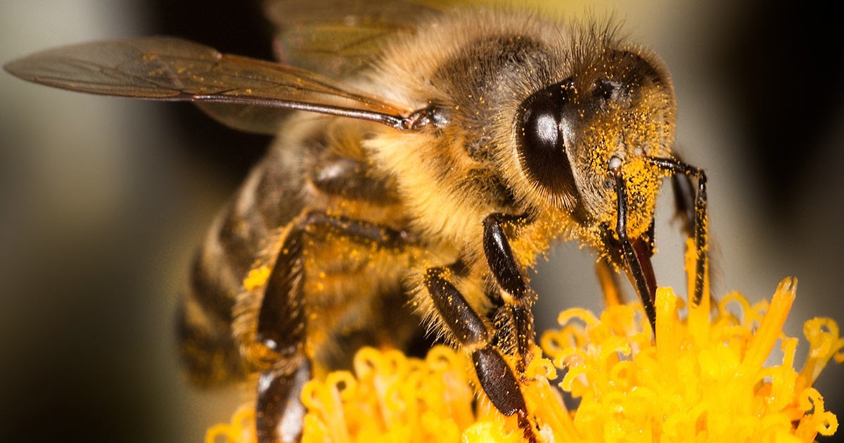 SABRI PEST CONTROL: LEBAH ( BEE )