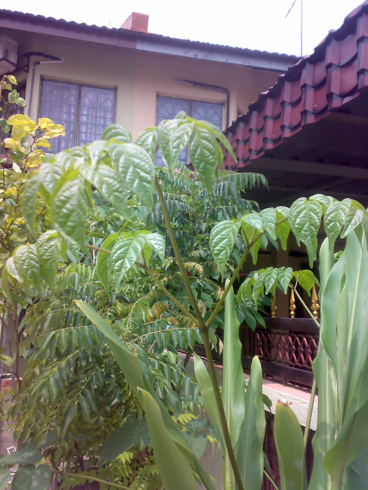 ++ kEbUn pApA AiNa ++: Ulam Pucuk Beka