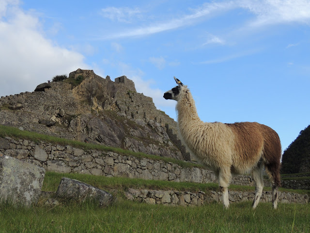 Sands of Zanzibar: "L" is for Llama and it's also just for "L"