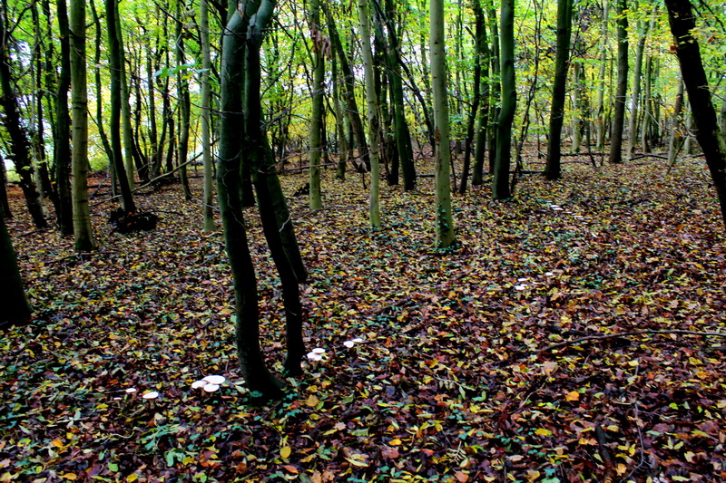 mano's welt: herbst im elm