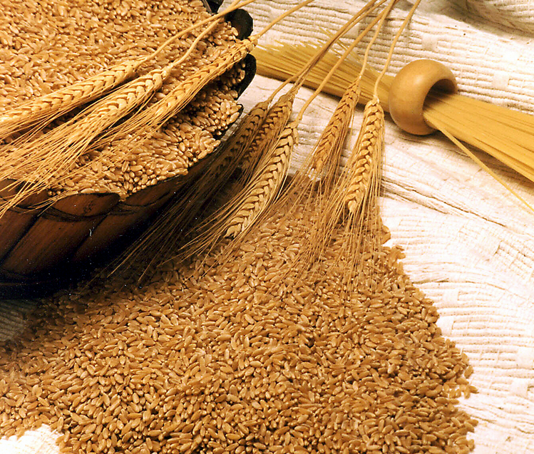 Pakan alternatif ternak ayam bangkok yang hemat di kantong