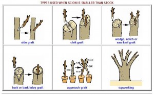 Biologi - Lingkungan Hidup: PERBANYAKAN VEGETATIF BUATAN DENGAN ...