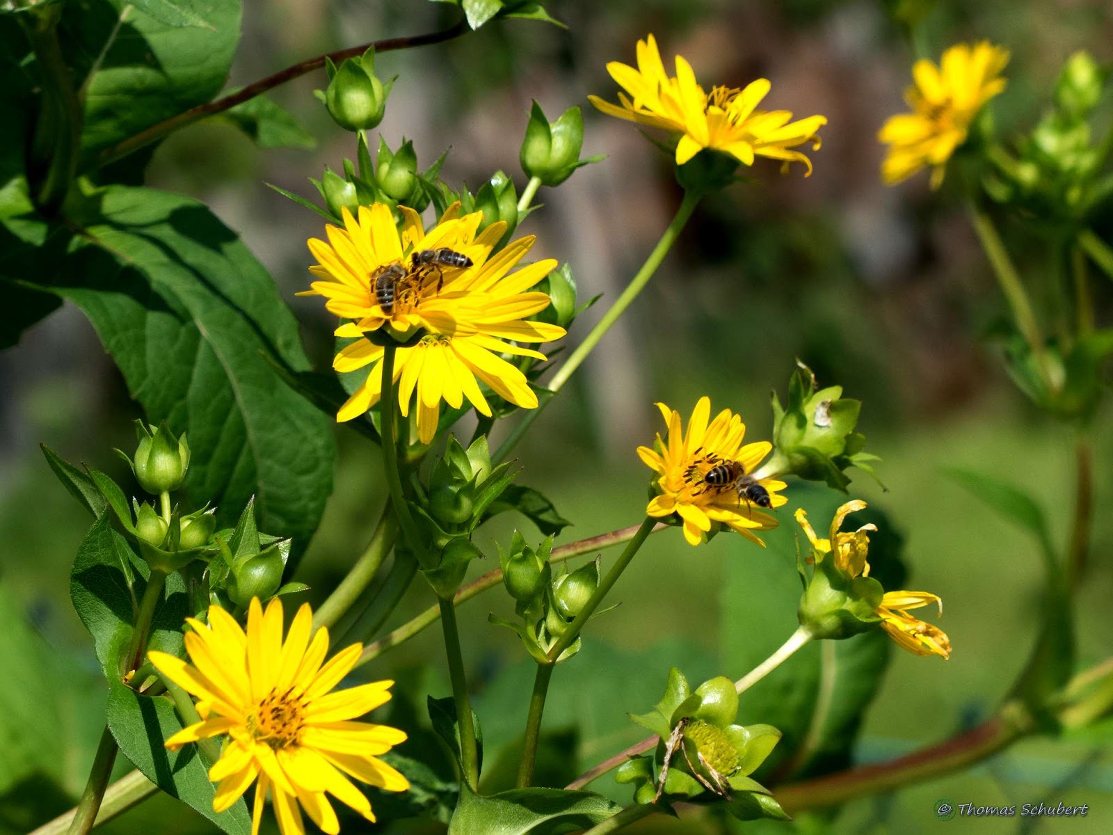 Natur Neu Sehen: Experiment mit der Durchwachsenen Silphie (Silphium ...