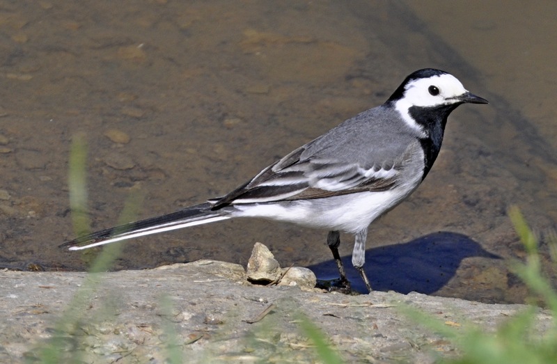 Păsări din parcuri ieșene: Codobatura albă