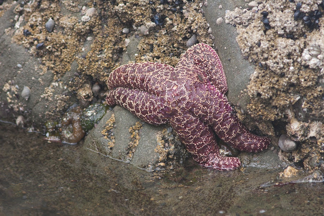 One Thousand Days in Nature: Among the Old Growth